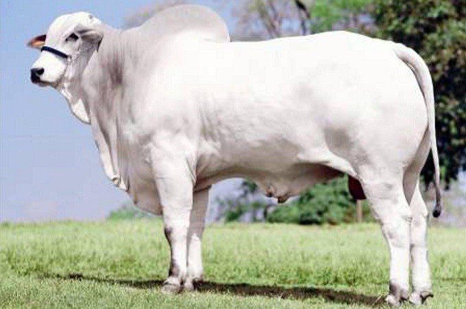 6ª Expoinel transforma Aracruz em capital do Nelore – ES Brasil