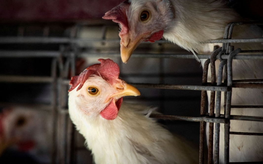 Brasil Declara-se Livre da Gripe Aviária