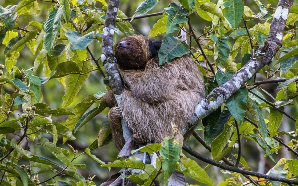 Natureza Eco Lodge: hospedagem no coração de uma reserva ambiental – ES ...
